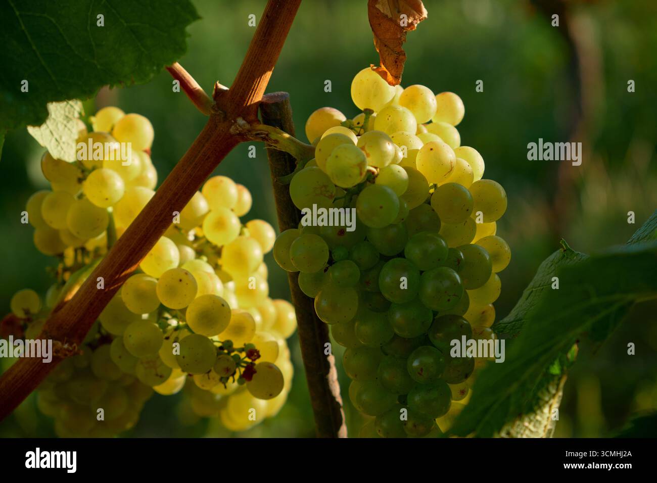 Horizontal close-up of ripe white grape clusters, capturing juicy ...