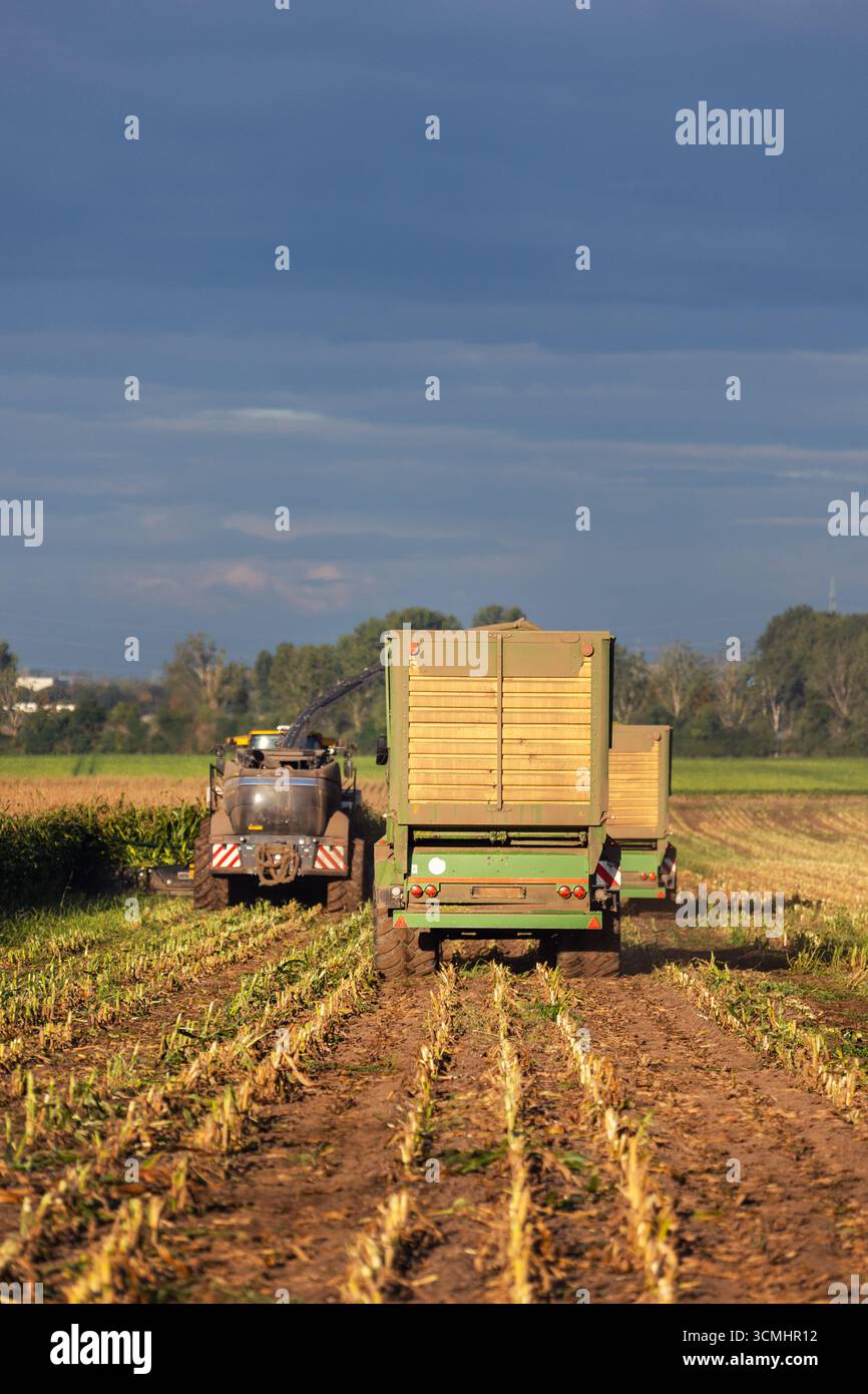 Modern forage harvester combiner harvesting silage maize corn tractor ...