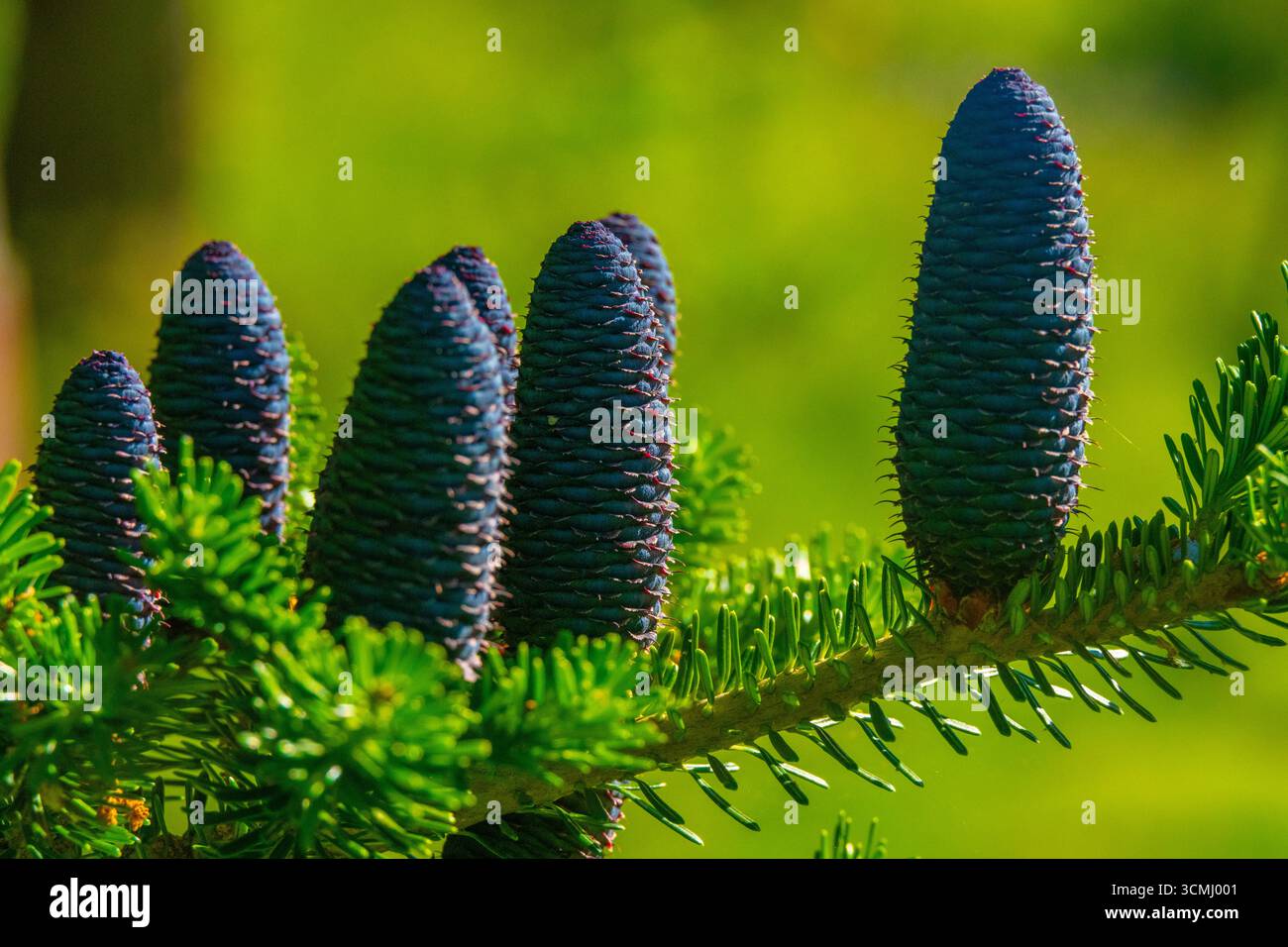 Alpine himalayan plant hi-res stock photography and images - Alamy