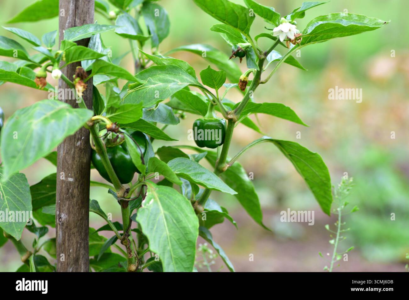 Fresh green bell pepper (Capsicum annuum) growing on plant with leaves ...