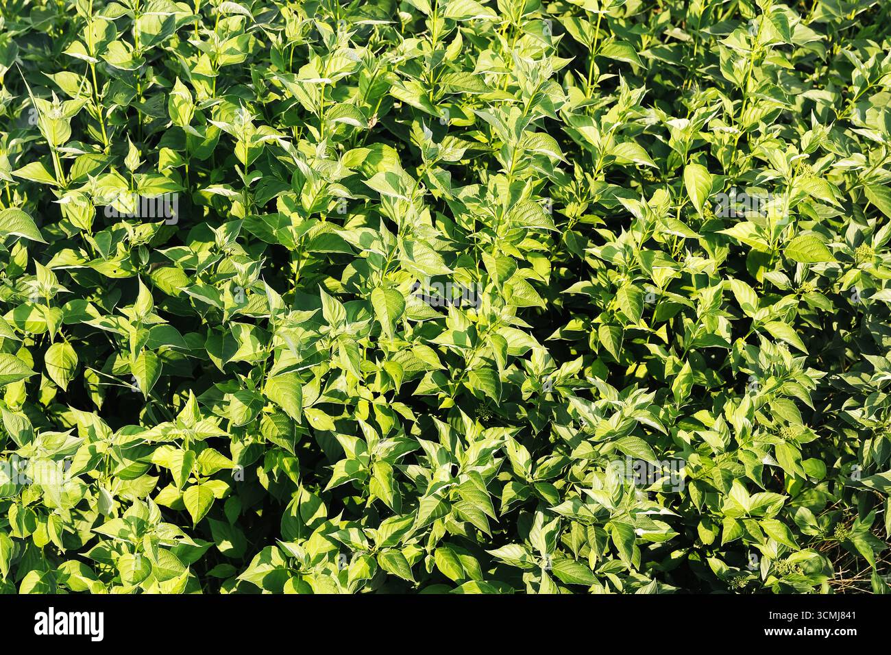 Green bush leaves in sunlight. Natural hedge plant foliage texture ...