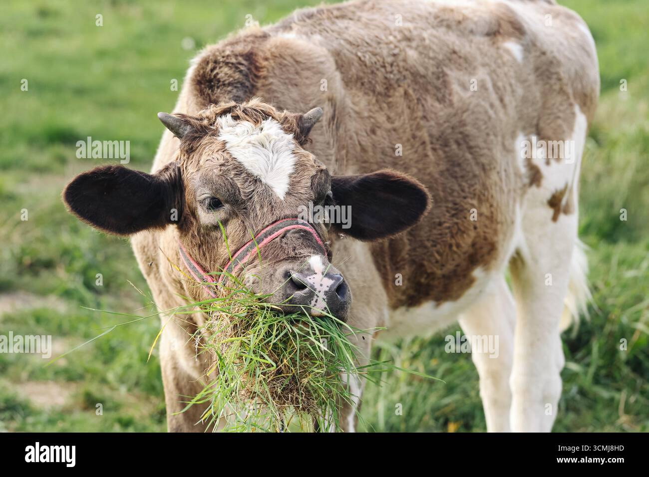Cow eating grass on meadow. Farm animal feeding in green pasture. Rural ...