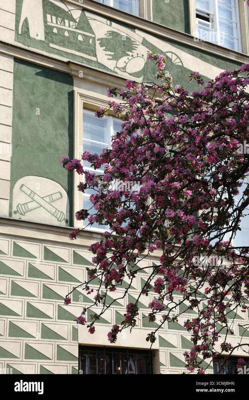 Warsaw flowering tree by nostalgic old town building, vibrant spring ...
