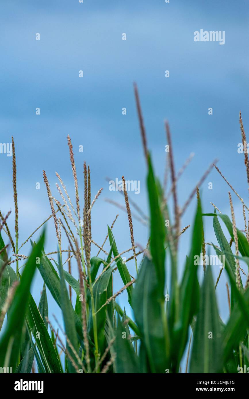 Maize life cycle hi-res stock photography and images - Alamy