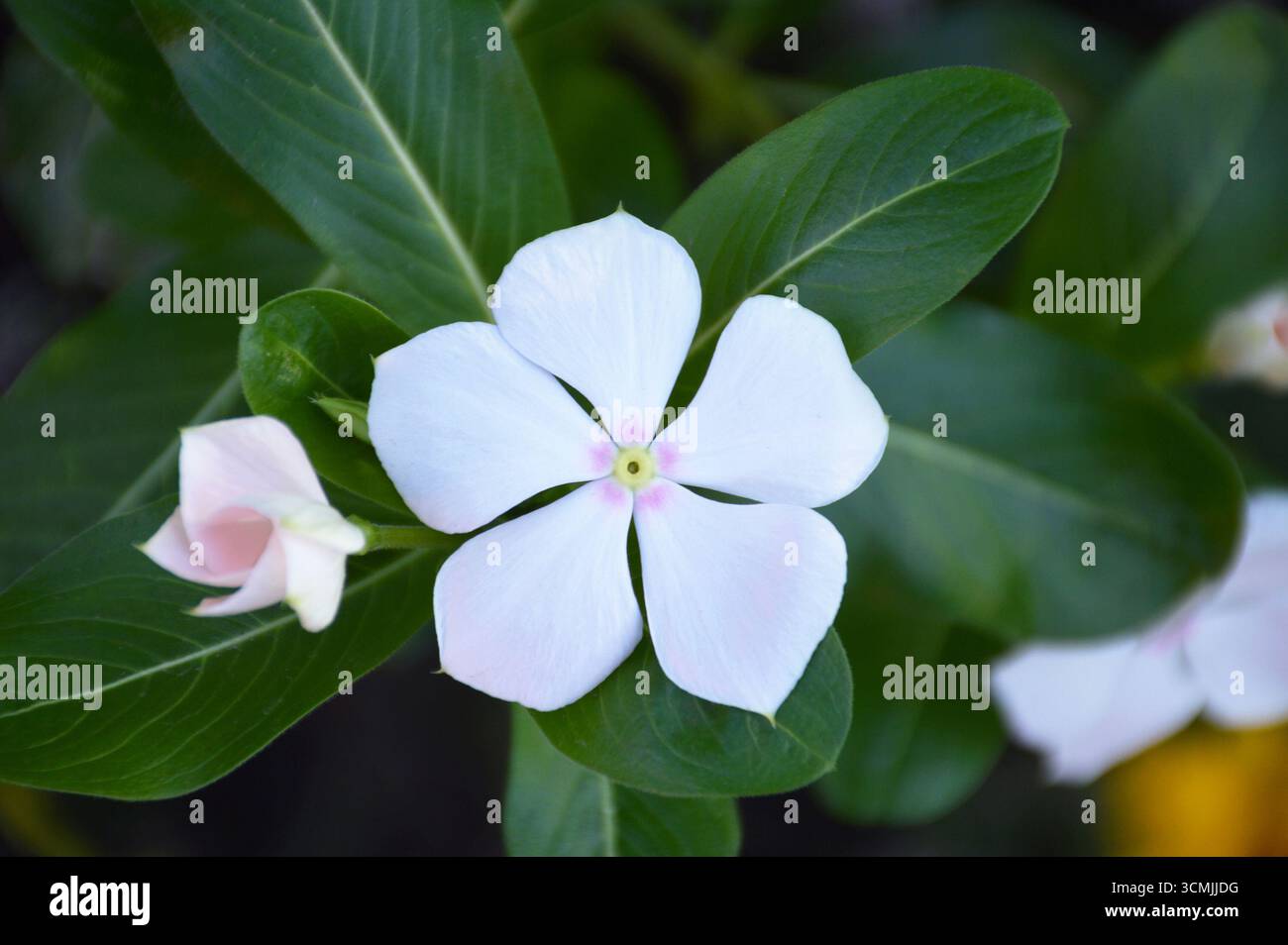 Top view catharanthus roseus hi-res stock photography and images - Alamy