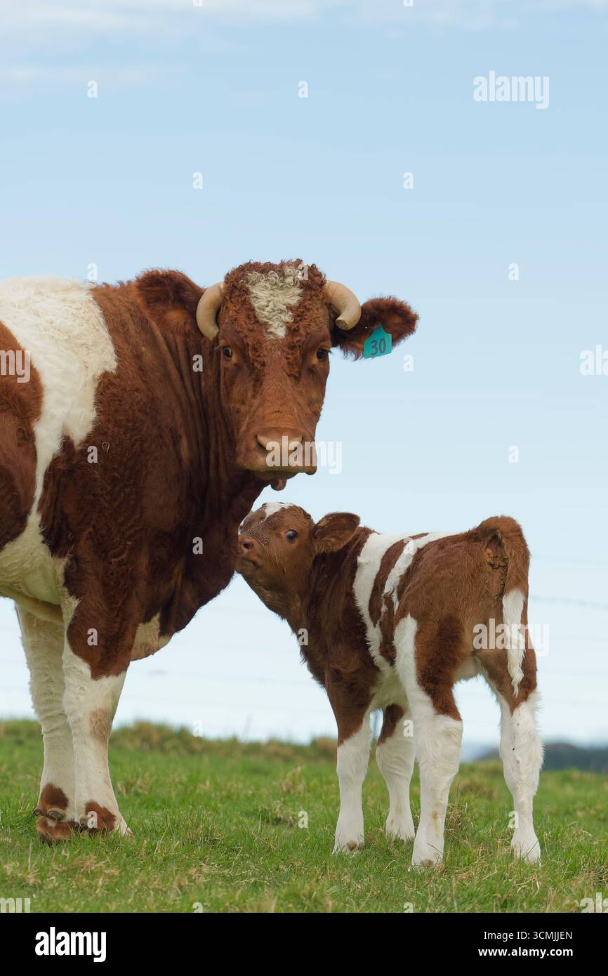 Calf interacting with its mother. Space above cows for copy or text ...