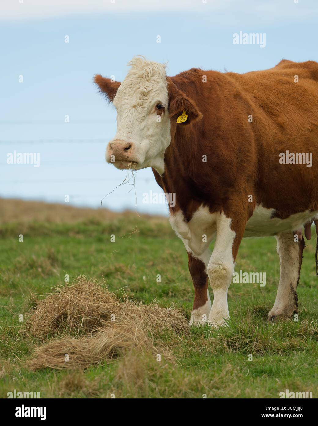 Adult cow eating from a pile of hay in a paddock. On farm in New ...