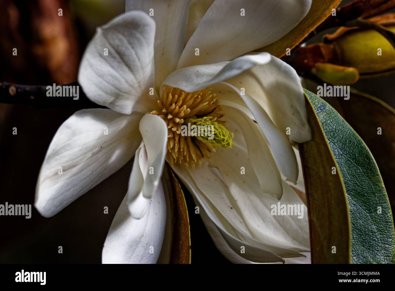 Magnolia doltsopa is a large shrub or small tree native to the eastern ...