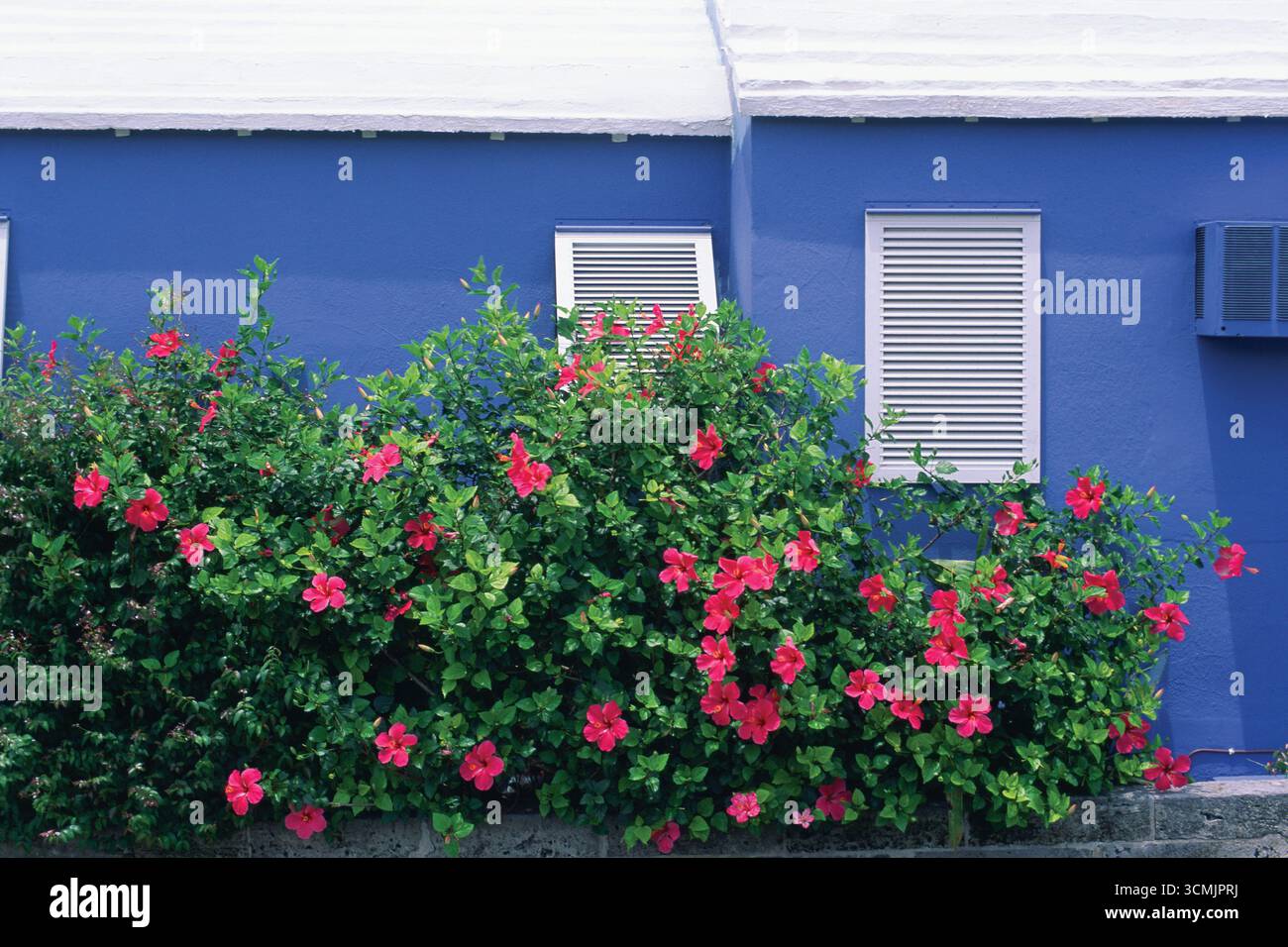 Bermuda. Blue House with Pink Hibiscus Hedge Stock Photo - Alamy