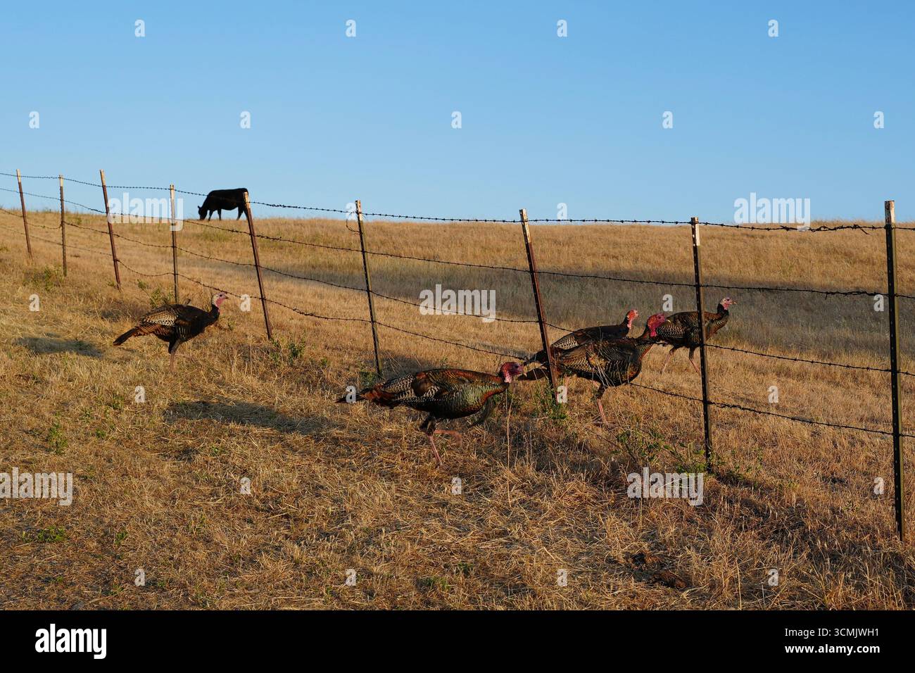 Wild turkeys walking along a barbed wire fence in the golden hills of ...