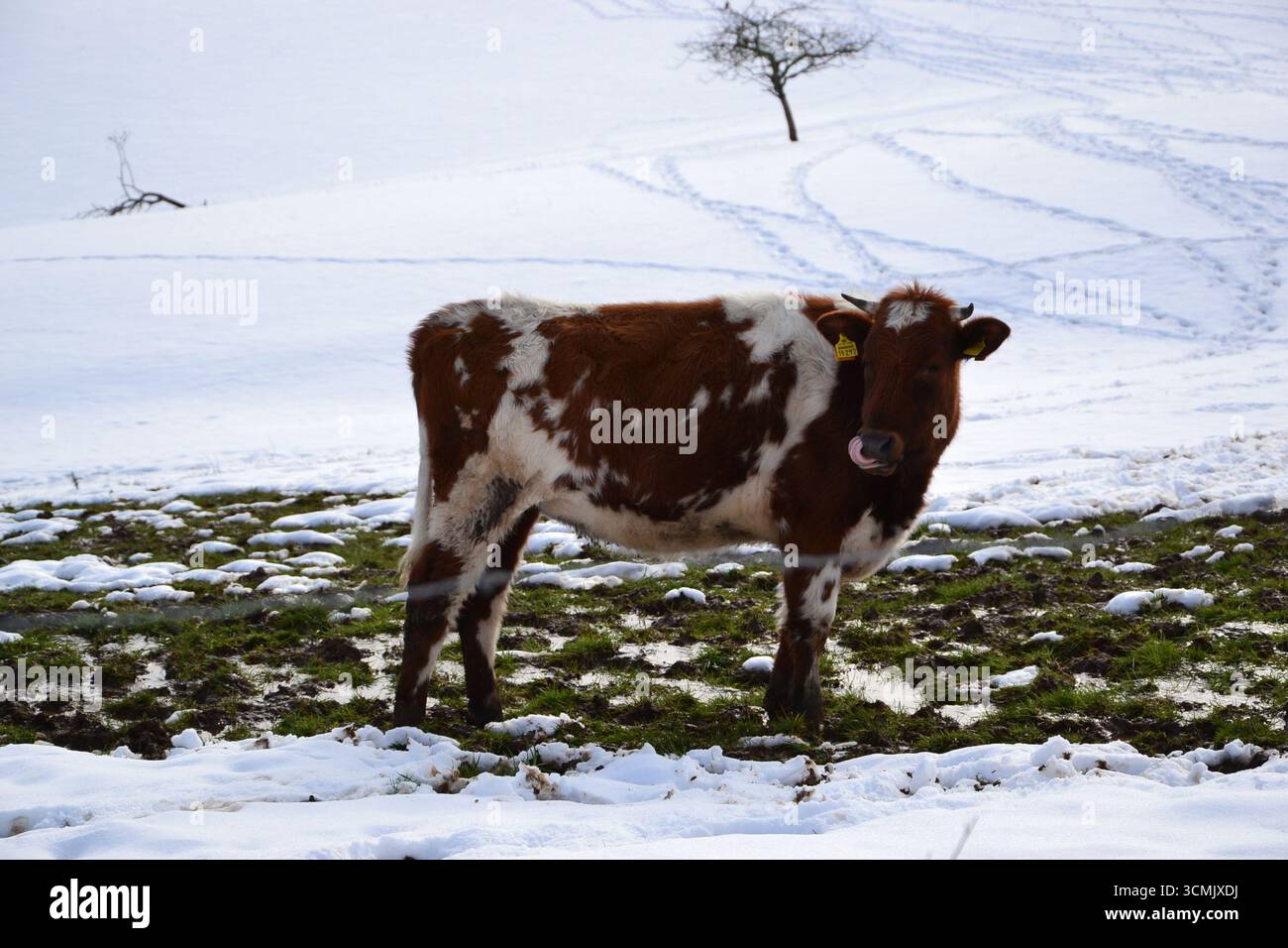 Farm animals in a field Stock Photo - Alamy