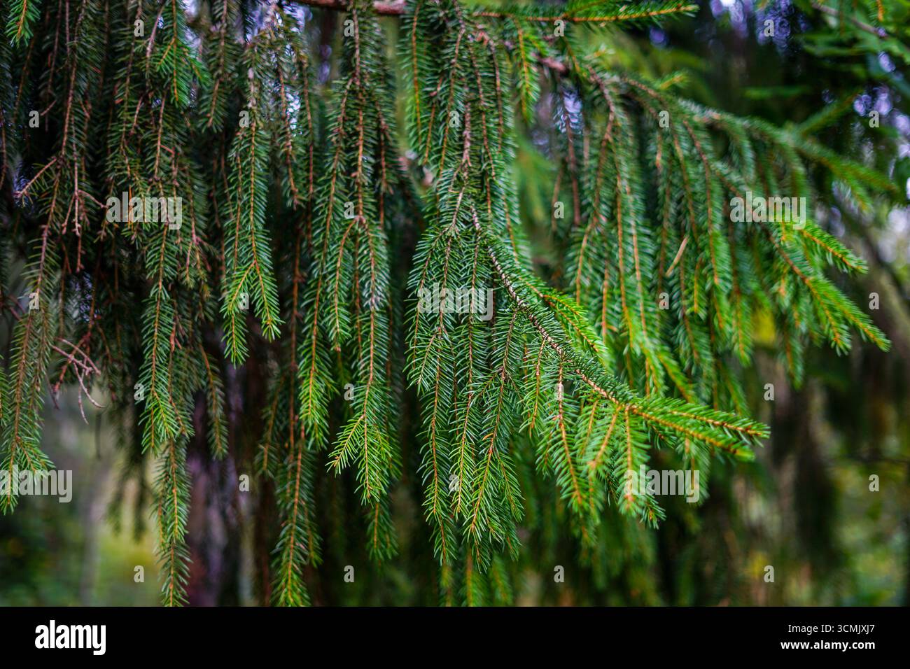 Fresh branches fir tree hi-res stock photography and images - Alamy