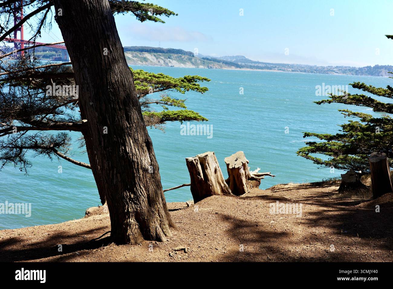 Windswept cypress trees and weathered stumps frame a coastal cliffside ...