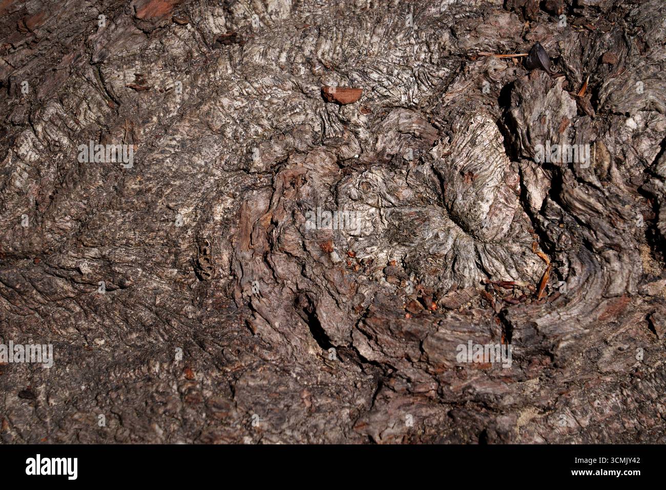 Wooden background with close-up tree bark texture, authentic natural ...