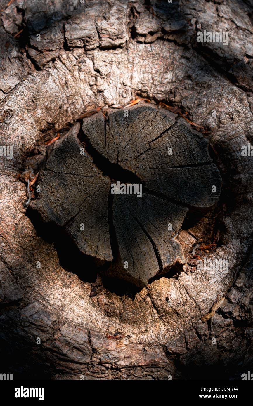 Wooden background with close-up tree bark texture, authentic natural ...