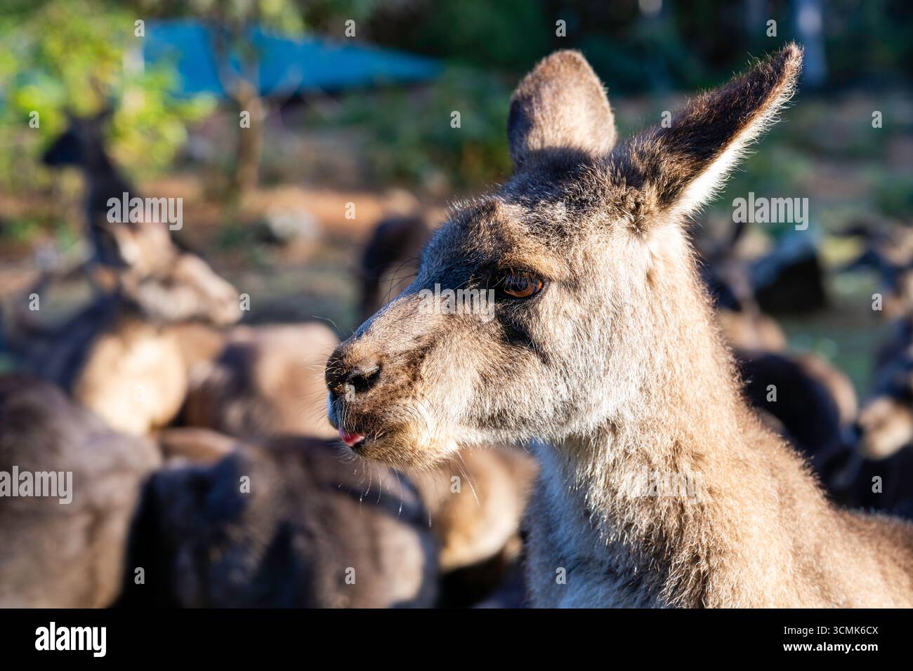 Closeup photograph of a Red-necked Wallaby, also known as a Bennett's ...