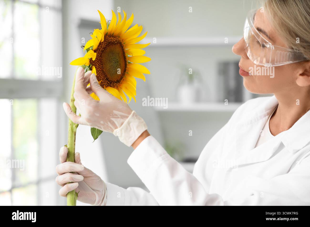 Female scientist with sunflower in laboratory Stock Photo - Alamy