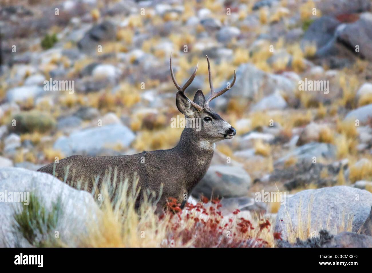 A four point mule deer buck heading down the canyon looking for females ...