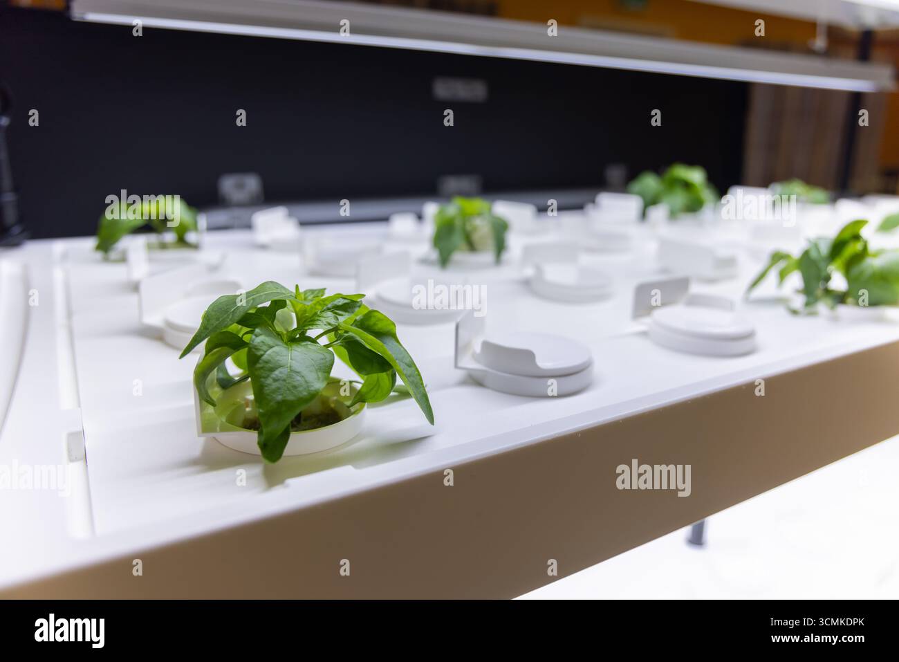 Seedlings growing in a hydroponic system under led grow lights ...