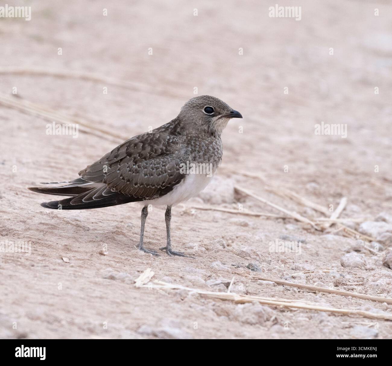 Title Juvenile collared pratincole (Glareola pratincola) on the plains ...