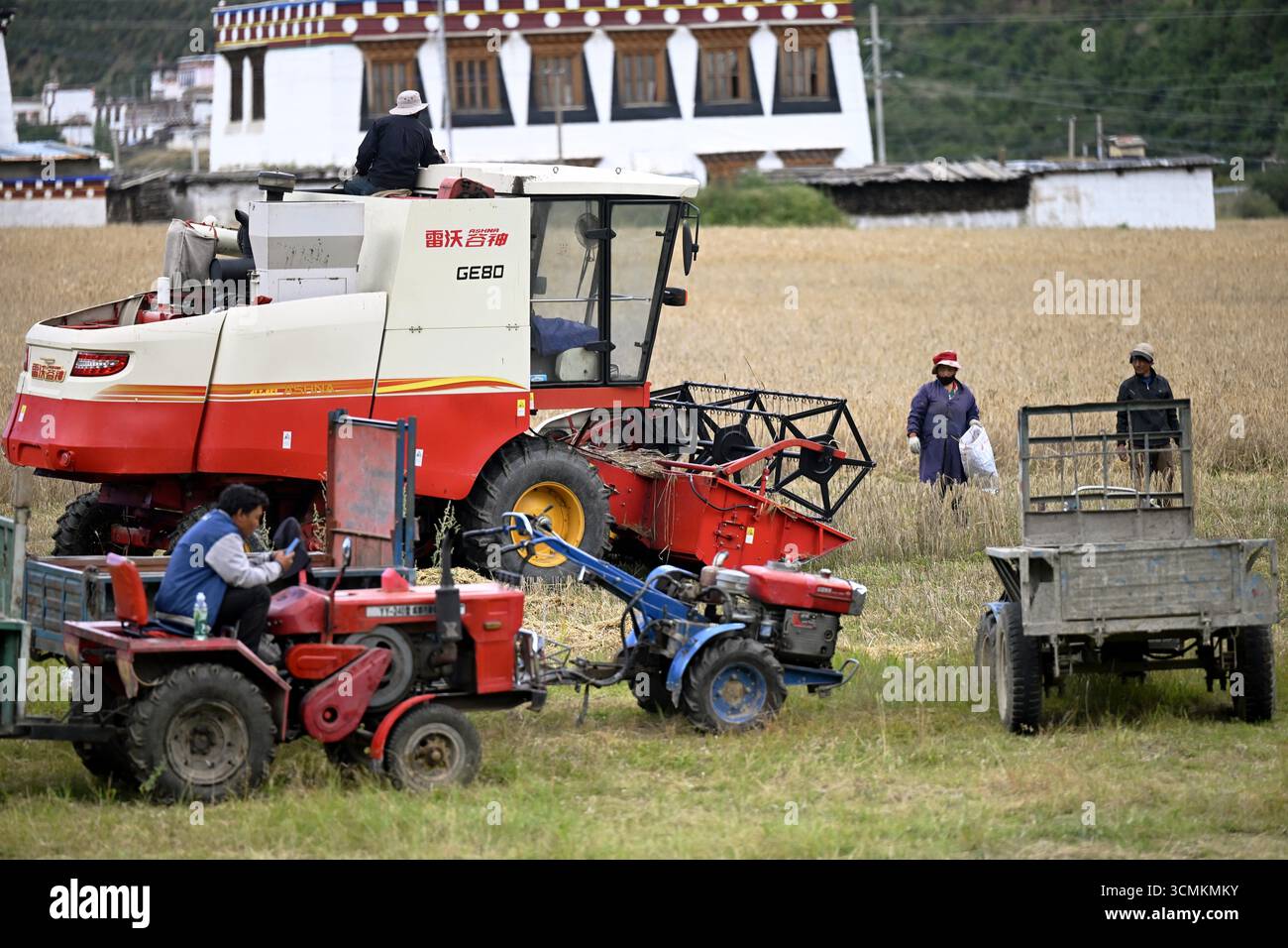 **CHINESE MAINLAND, HONG KONG, MACAU AND TAIWAN OUT** Farmers harvest ...