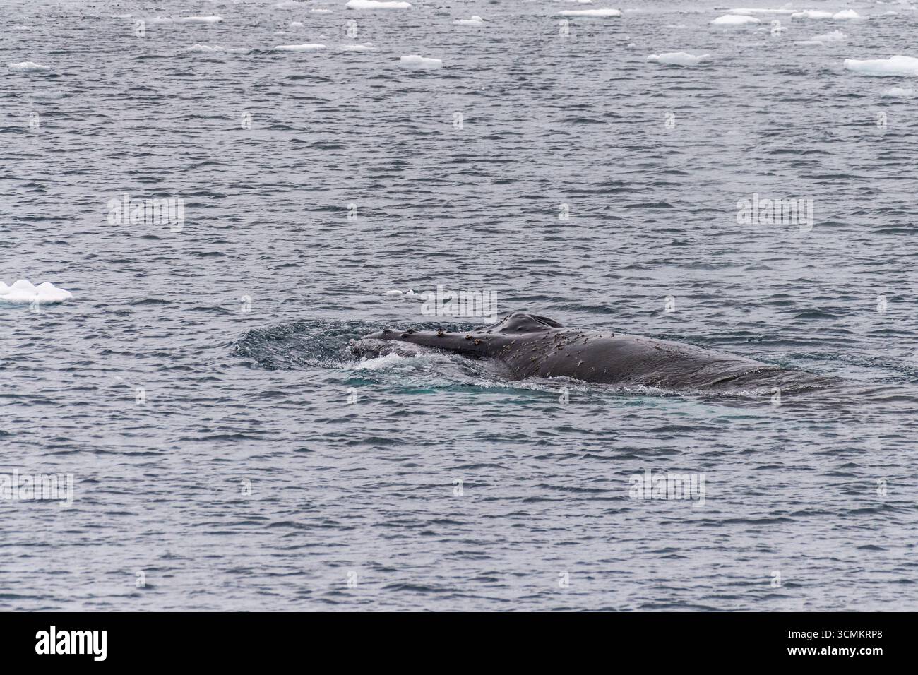 Close-up of the head of a humpback whale -Megaptera novaeangliae. Image ...