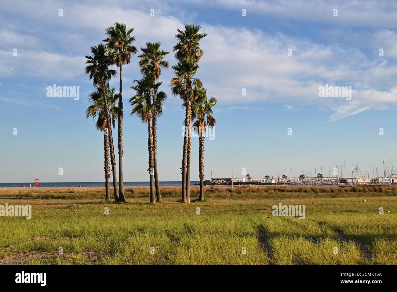 Palm trees on Coma-ruga beach in Spain Stock Photo - Alamy