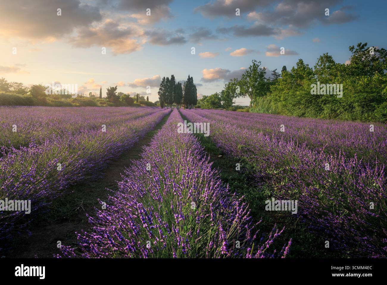 Purple lavender rows in full bloom leading to iconic cypress trees at ...
