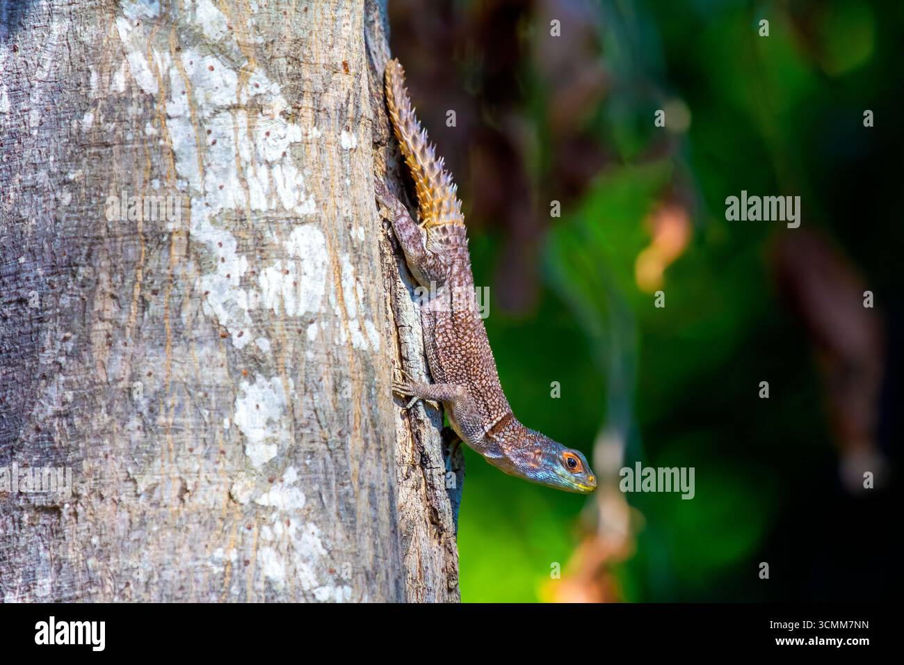 Madagascan Collared Iguana (Oplurus cuvieri), Opluridae family ...