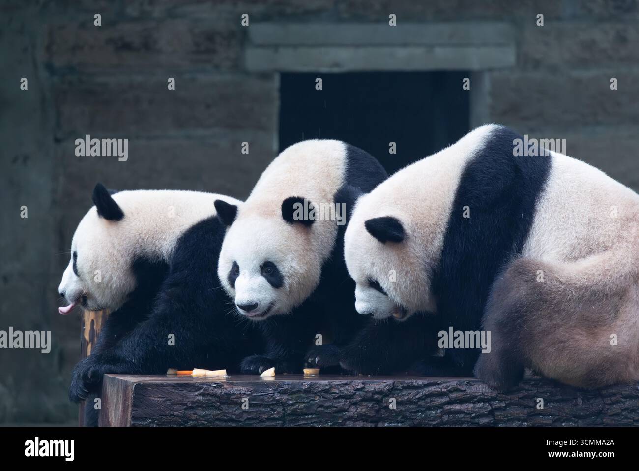 Giant pandas play at Chongqing Zoo, Chongqing, China, 13 September ...