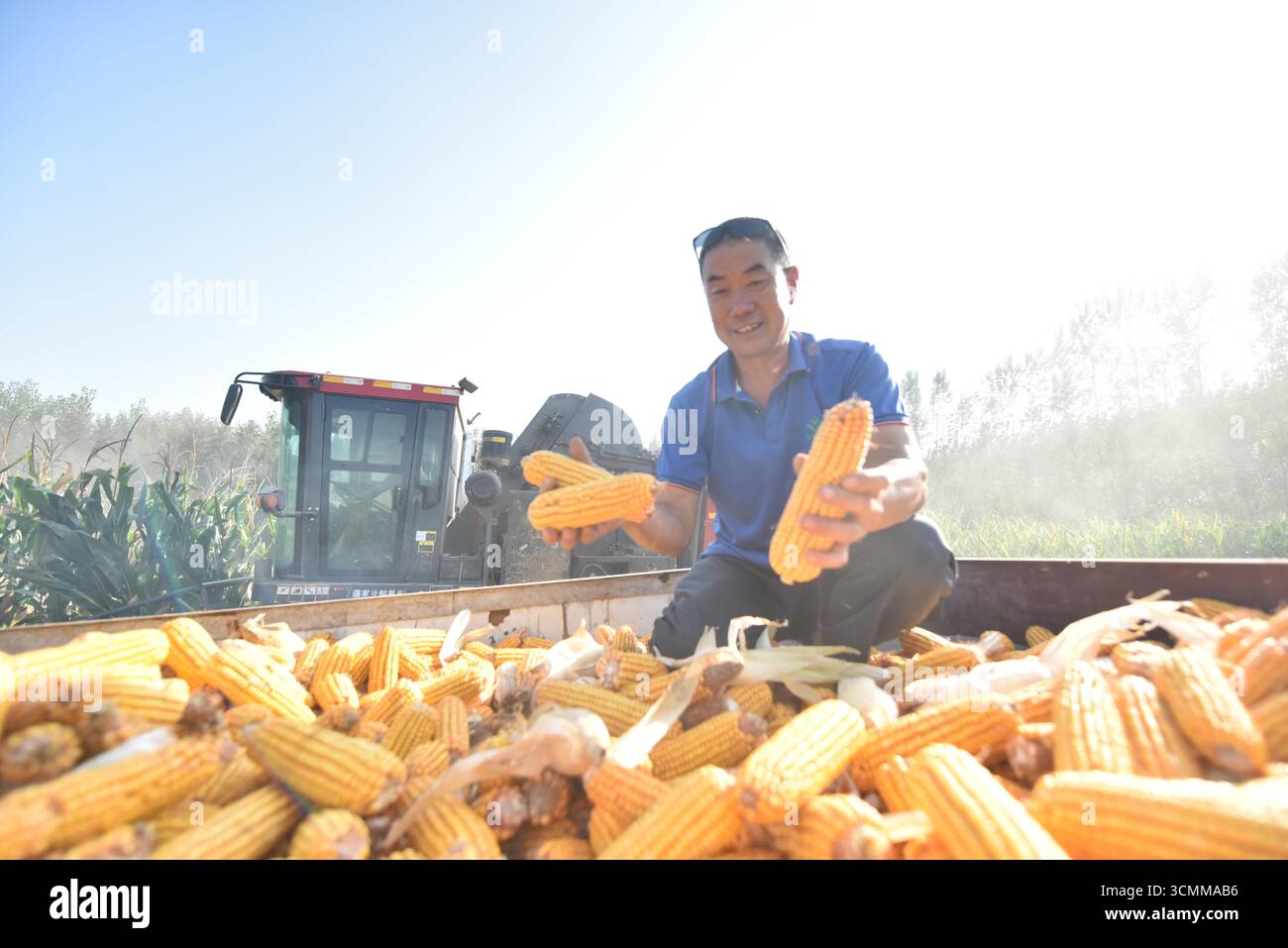 erial photo shows farmers harvesting corns in the field in Liaocheng ...