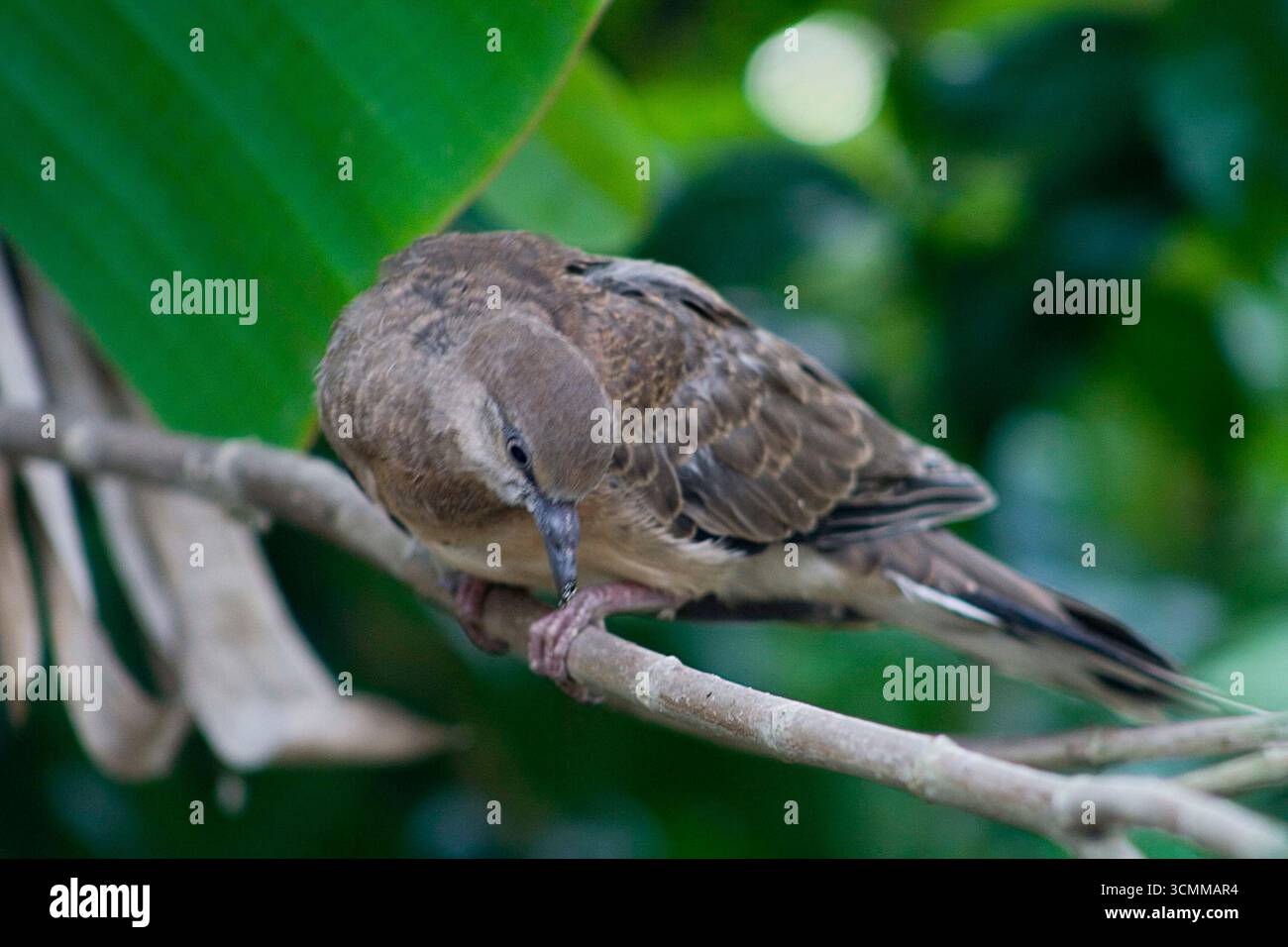 A dove bird is a species belonging to the bird family Columbidae Stock ...