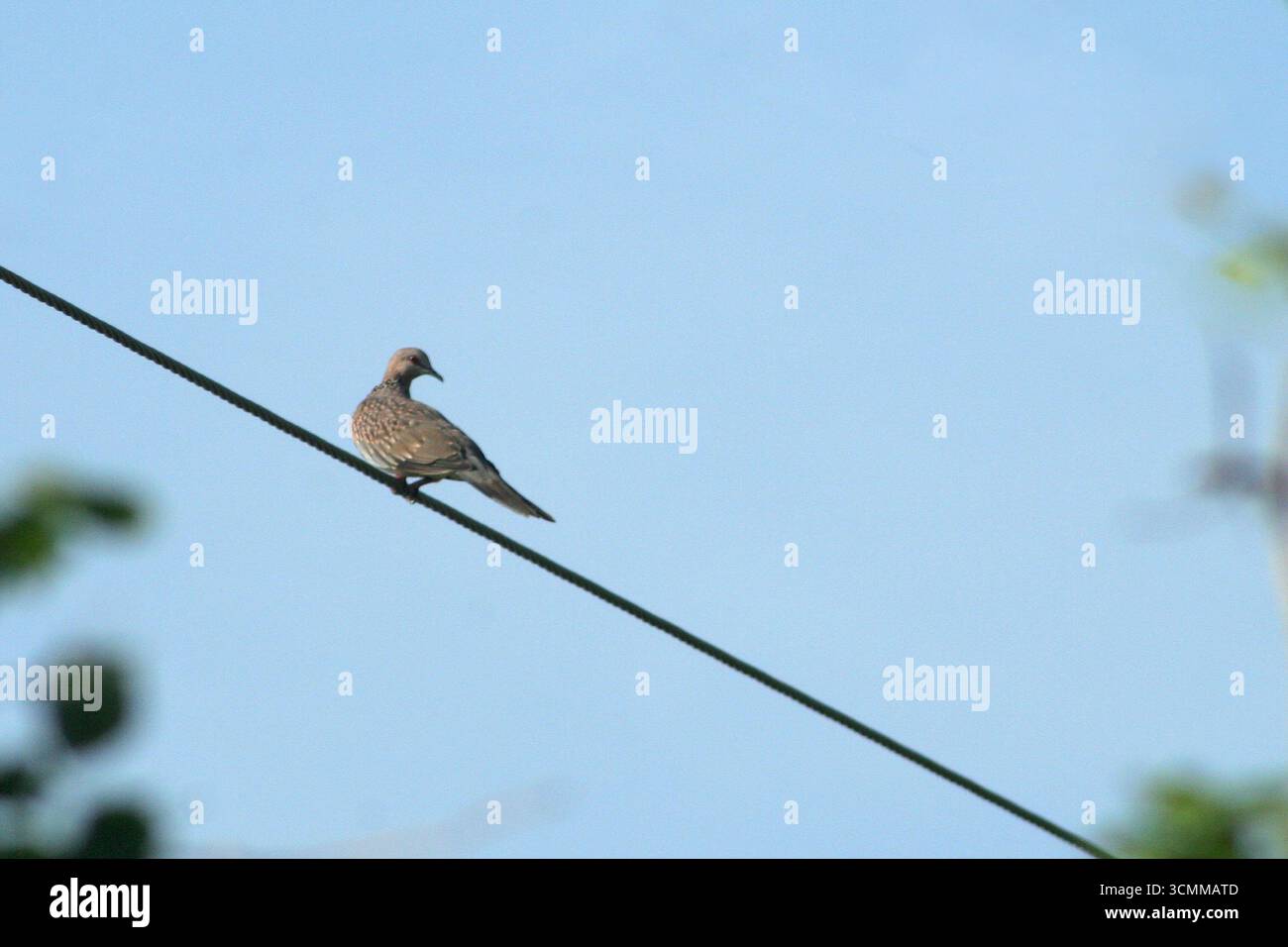 A dove bird is a species belonging to the bird family Columbidae Stock ...