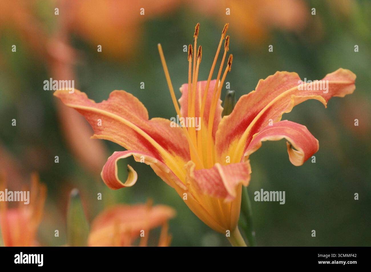 Orange day-lily flowers burst into bloom in Nantong City, east China's ...