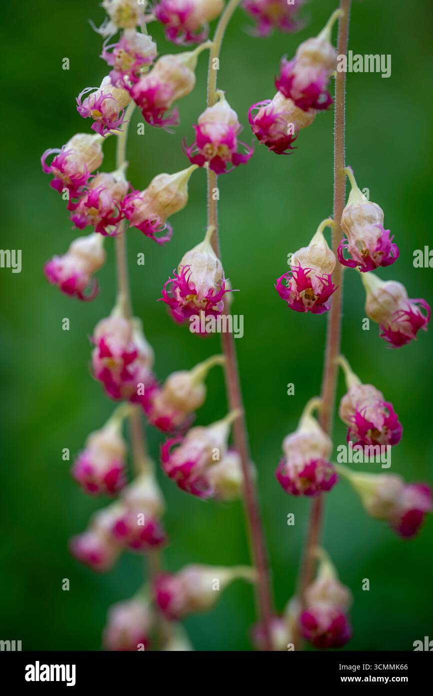 Tellima grandiflora Rubra Group Stock Photo - Alamy