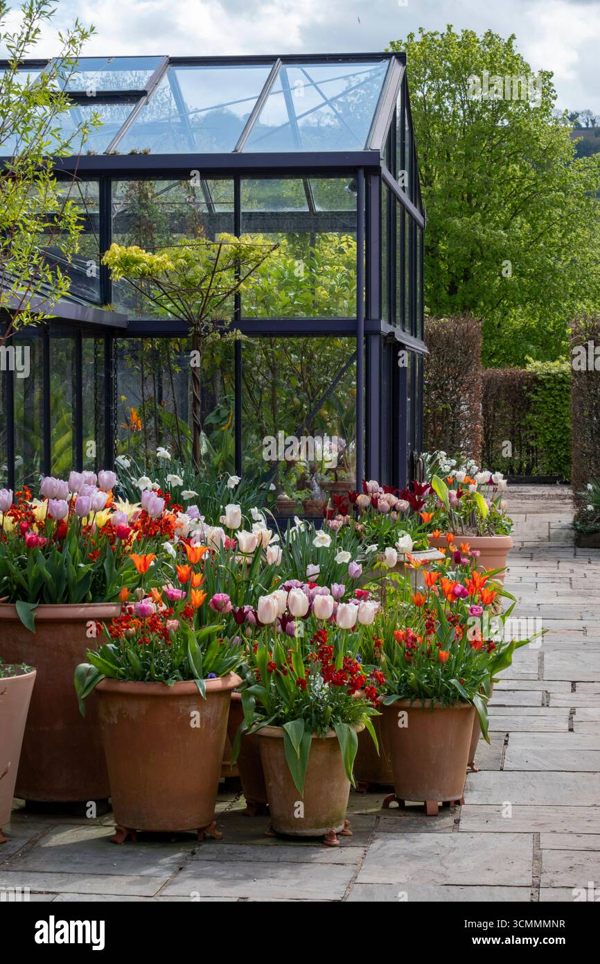 Mixed tulips in pots hi-res stock photography and images - Alamy