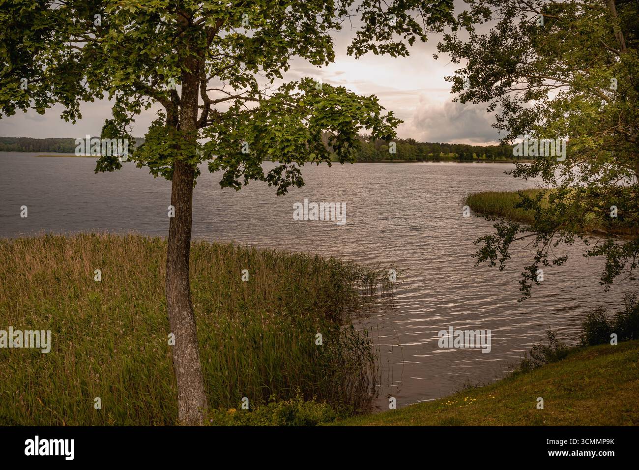 A beautiful lake in a forested area with aquatic plants, canes, reeds ...