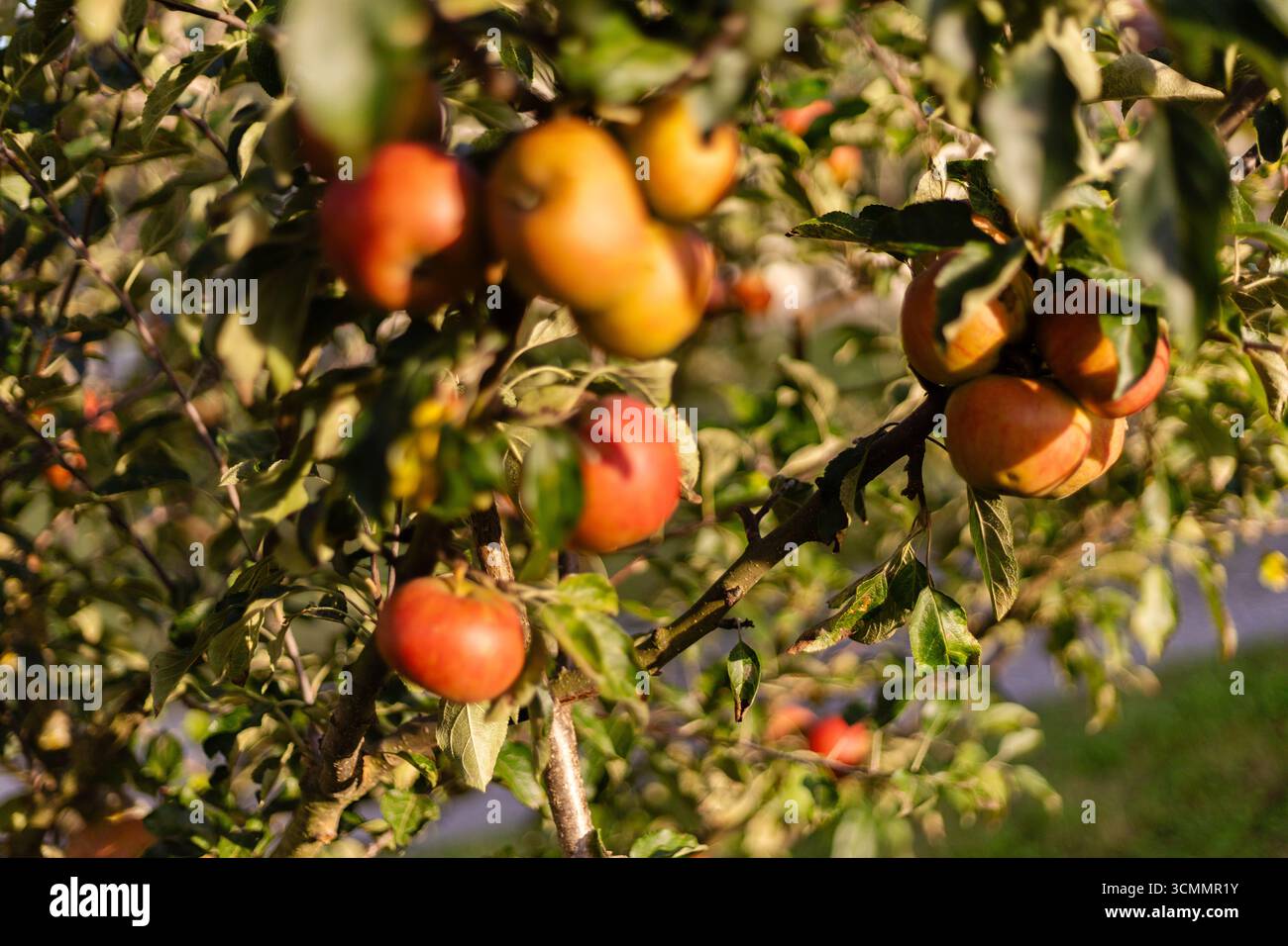 Apple tree stands prominently hi-res stock photography and images - Alamy