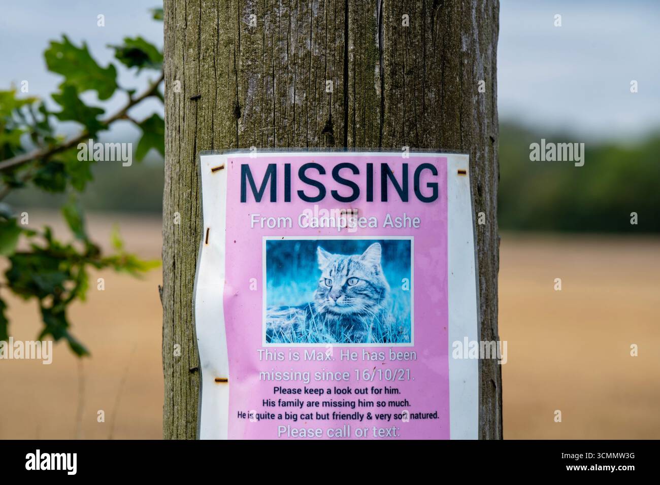 missing pet cat poster Stock Photo - Alamy