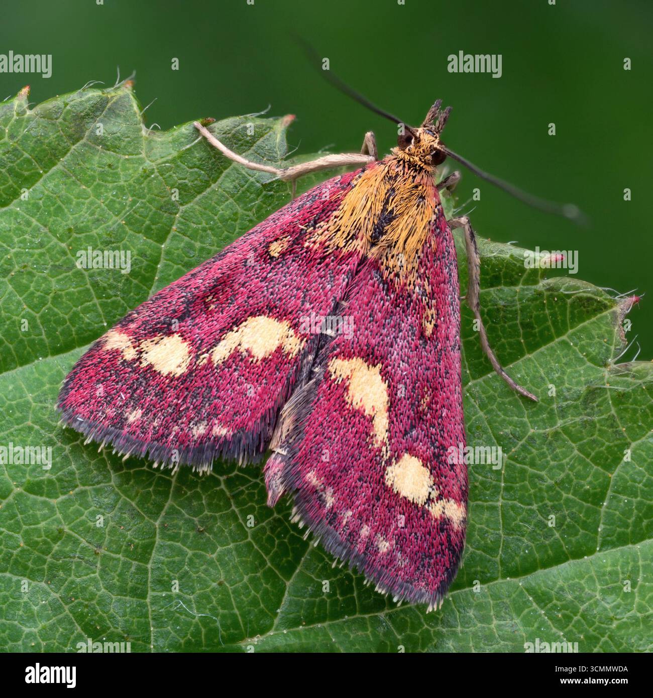 Ireland moth hi-res stock photography and images - Alamy