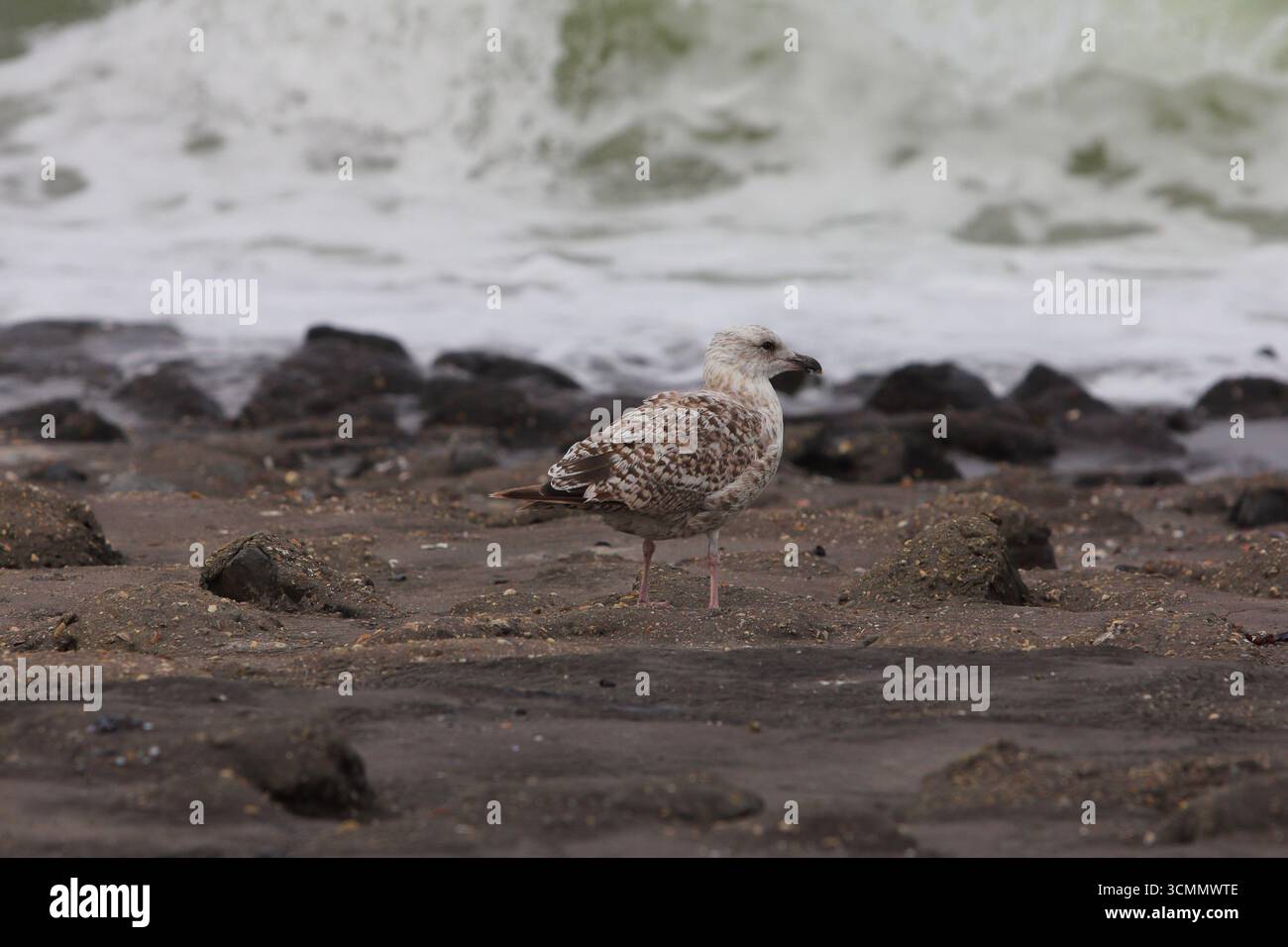 The European herring gull (Larus argentatus) is a large gull. One of ...