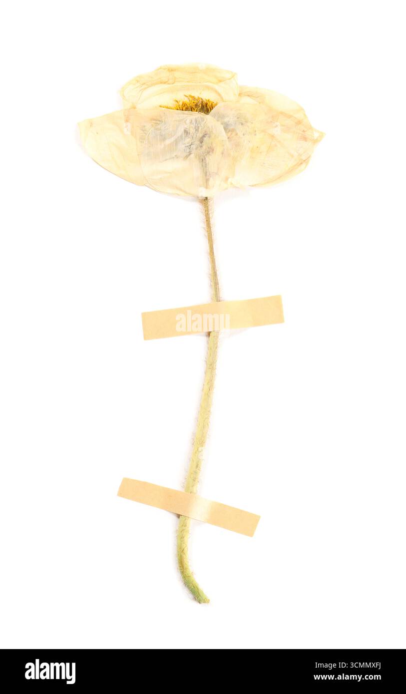 Beautiful dry poppy flower with adhesive tape isolated on white Stock ...