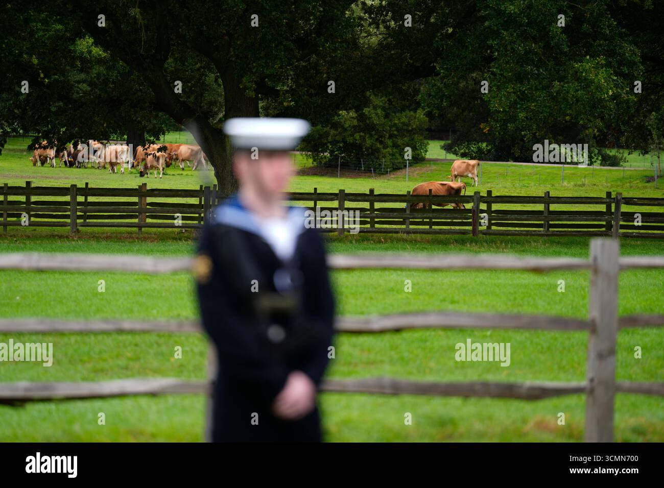 A view of cattle behind a Royal Navy Ceremonial Guard, as the guards ...