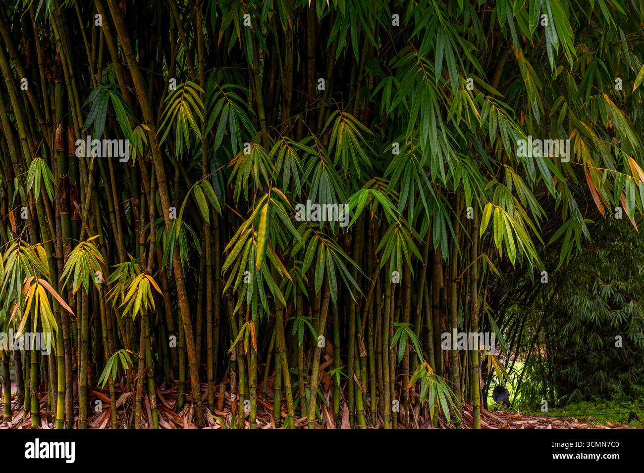A clump of tropical bamboo trees at the Bambusetum section of The ...