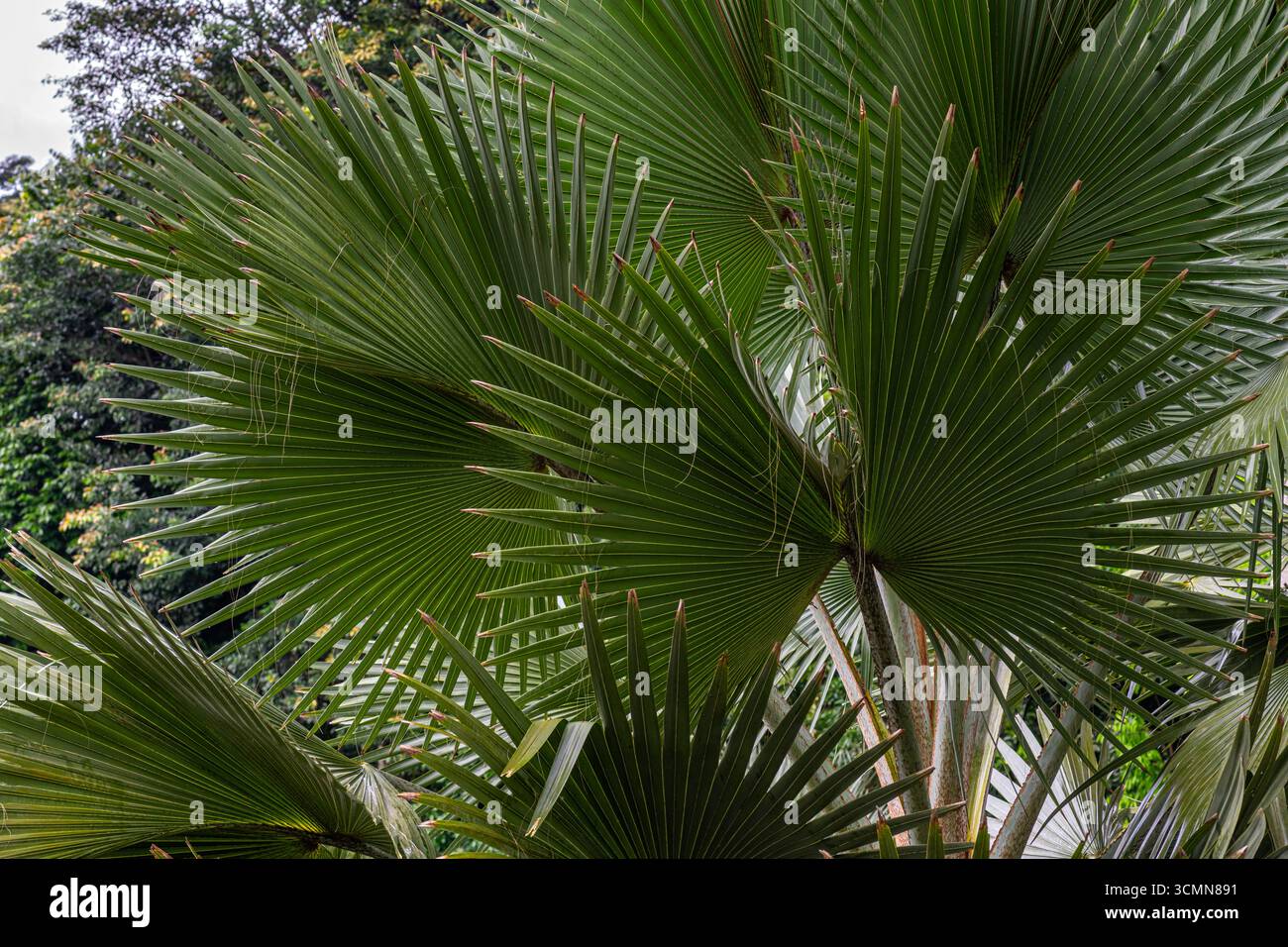 The Singapore Botanic Gardens is a 164-year-old tropical garden located ...