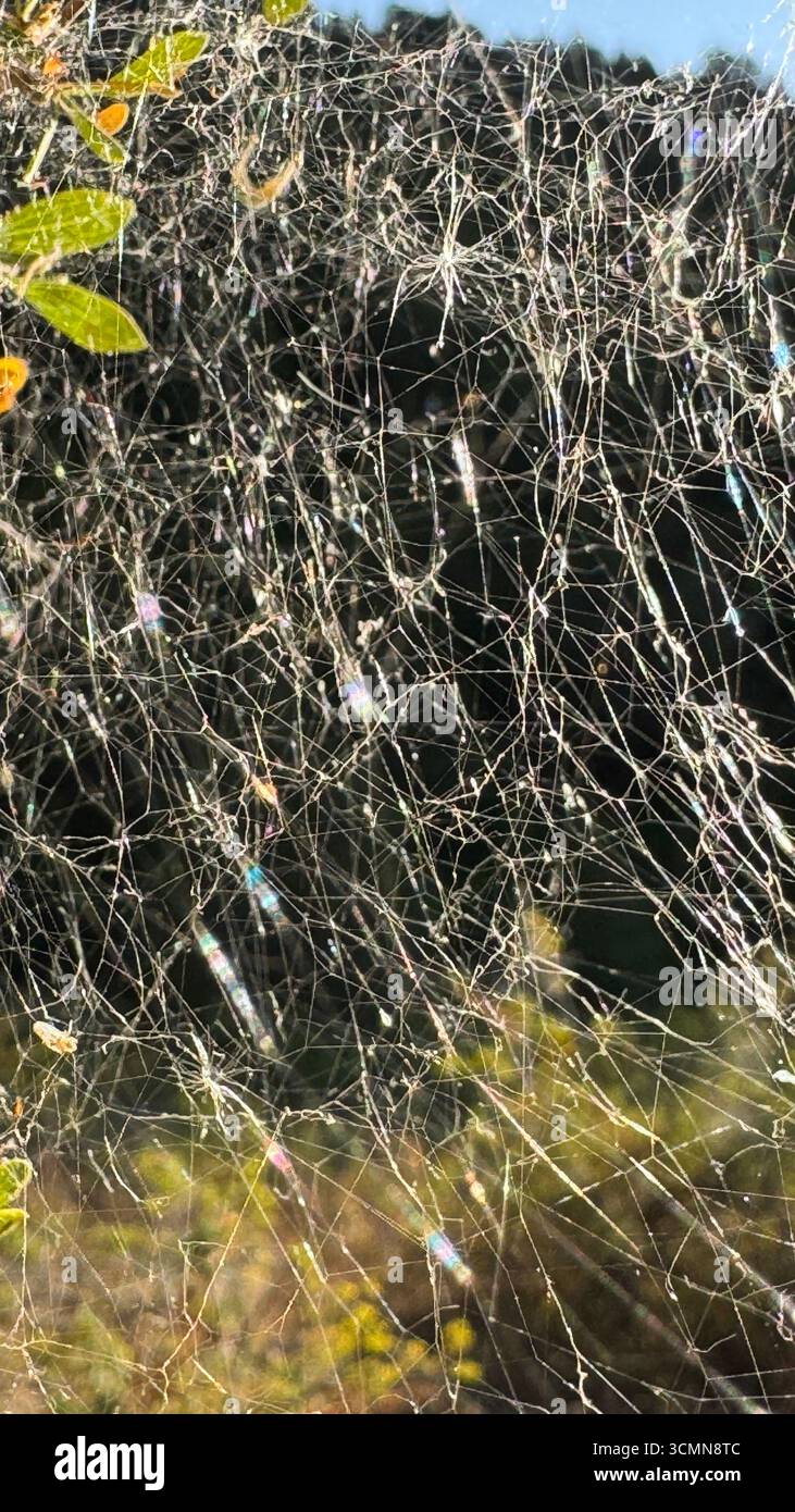 Delicate spider web shimmering in sunlight. Close up of natural web ...