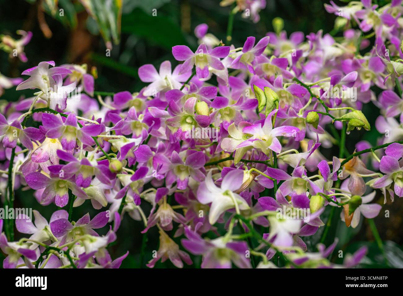 White and pink Dendrobium Australian Artist orchid in flower Stock ...