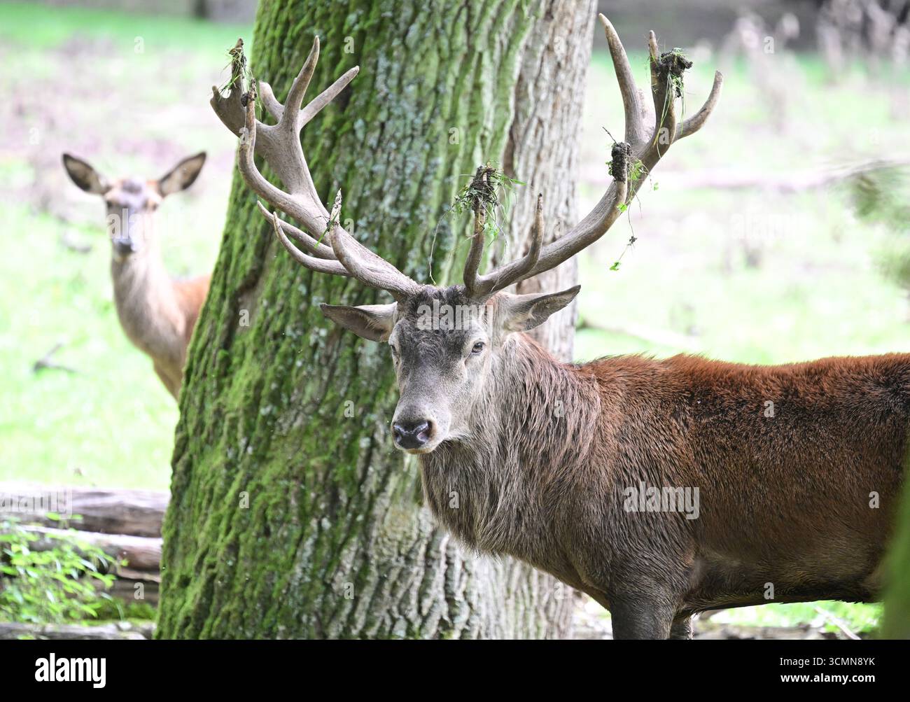17 September 2025, Baden-Württemberg, Cleebronn: A stag stands in a ...