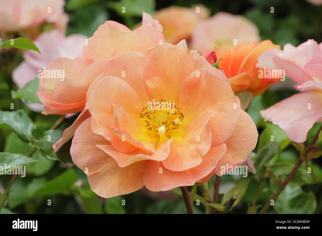 Rosa Together Forever, bushy floribunda rose with orange fading to ...