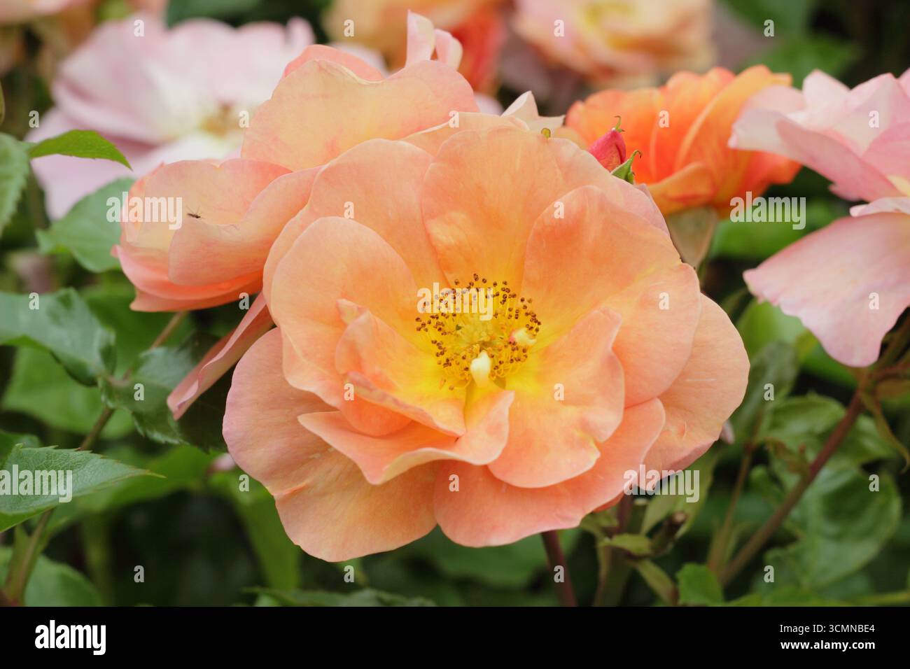 Rosa dicecho hi-res stock photography and images - Alamy